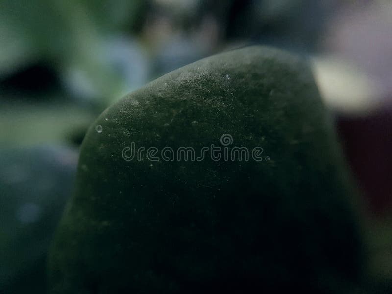 Folium stock image. Image of folium, tree, leaf, forest - 90725953