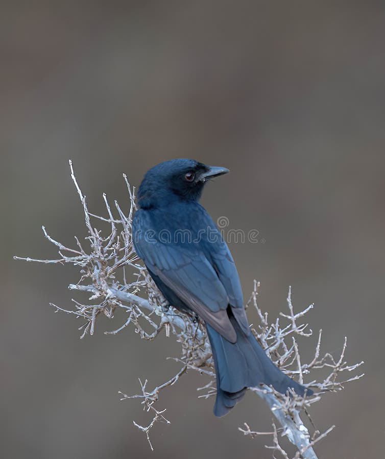 Folk Tailed Drongo stock photo. Image of nature, natural - 331180634