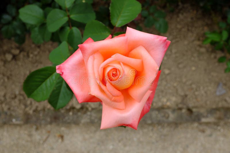 Folklore stock photo. Image of exotic, natural, object - 192296802