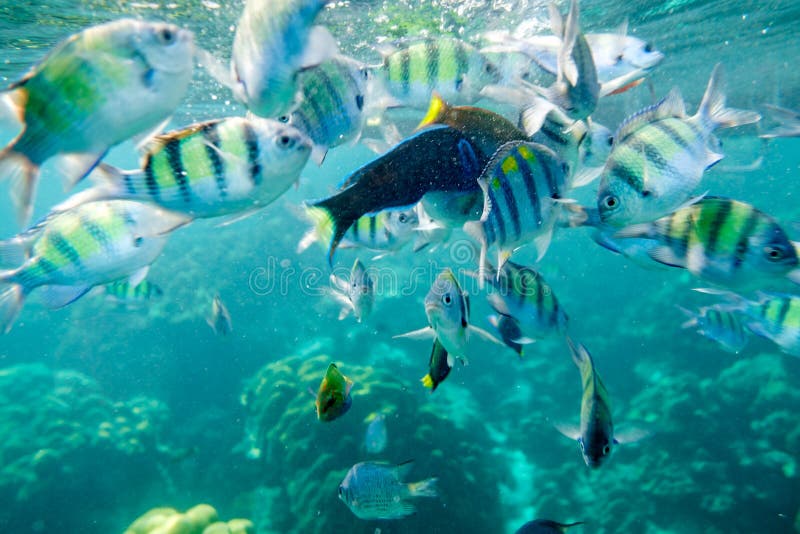 Folla Subacquea Del Pesce Con La Roccia Della Scogliera in Mare ...