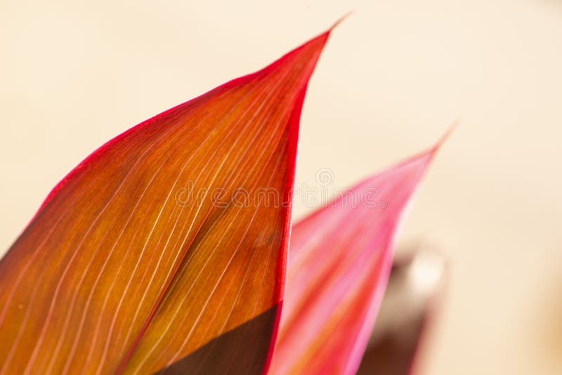 Follaje De Palma De Lirio Morado Imagen de archivo - Imagen de extracto ...