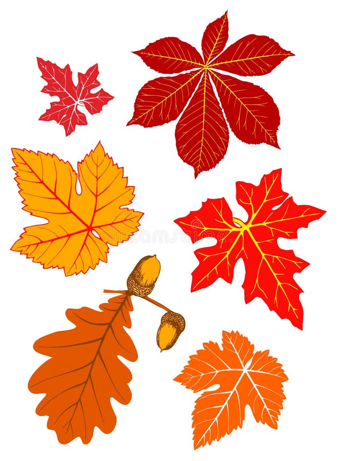 Hojas de otoño fijadas ilustración del vector. Ilustración de elemento ...