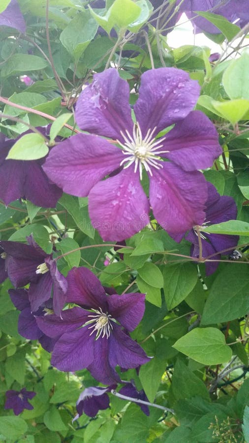 Follaje morado de flor imagen de archivo. Imagen de fragante - 159551189
