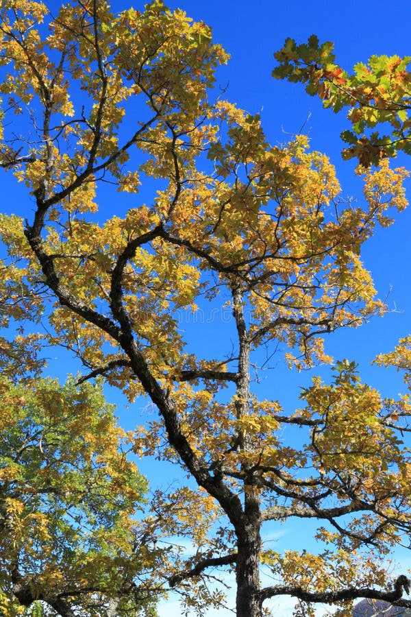 Follaje Y Rama Del Roble Suave O Del Roble Pubescente Imagen de archivo ...