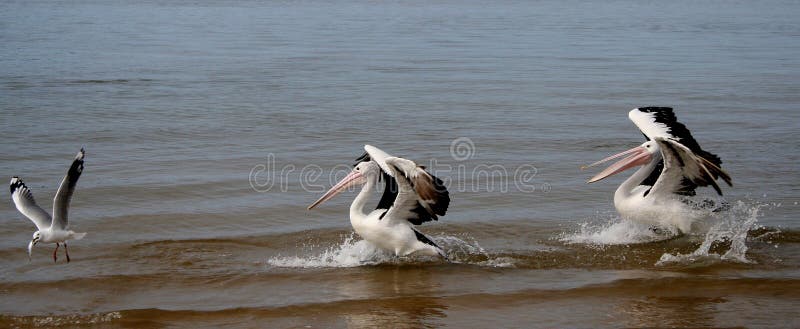 Follow that Fish!!! stock image. Image of beach, australia - 179749