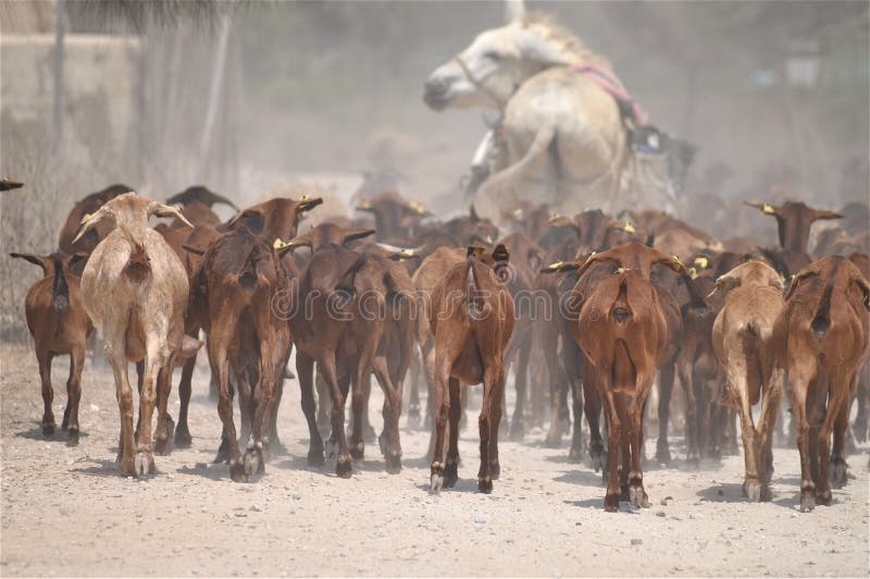 Follow the Leader stock photo. Image of afternoon, brown - 15812946
