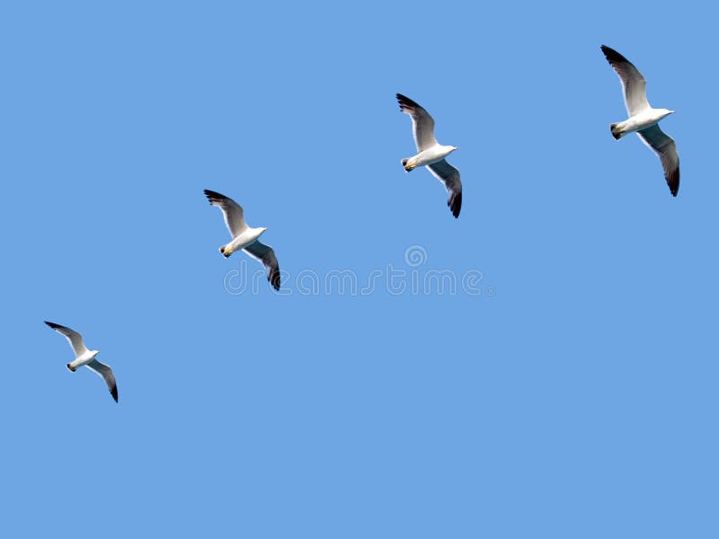 Follow the leader stock image. Image of nature, birds - 3081797