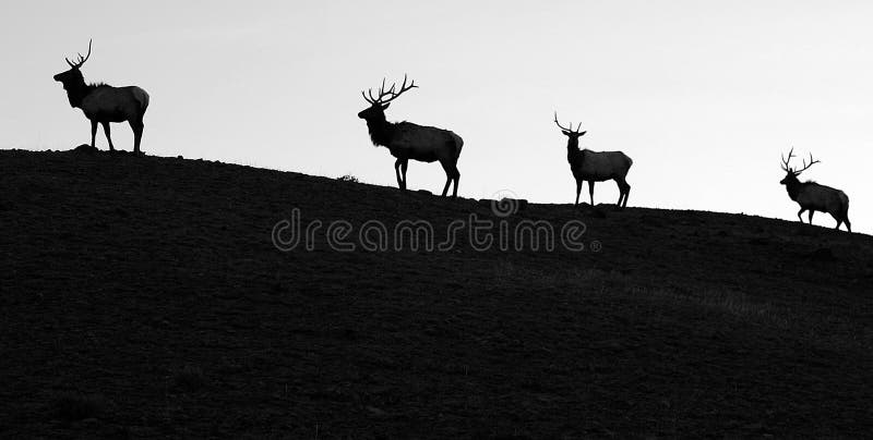 Single Elk Antler Silhouette Stock Photos - Free & Royalty-Free Stock ...