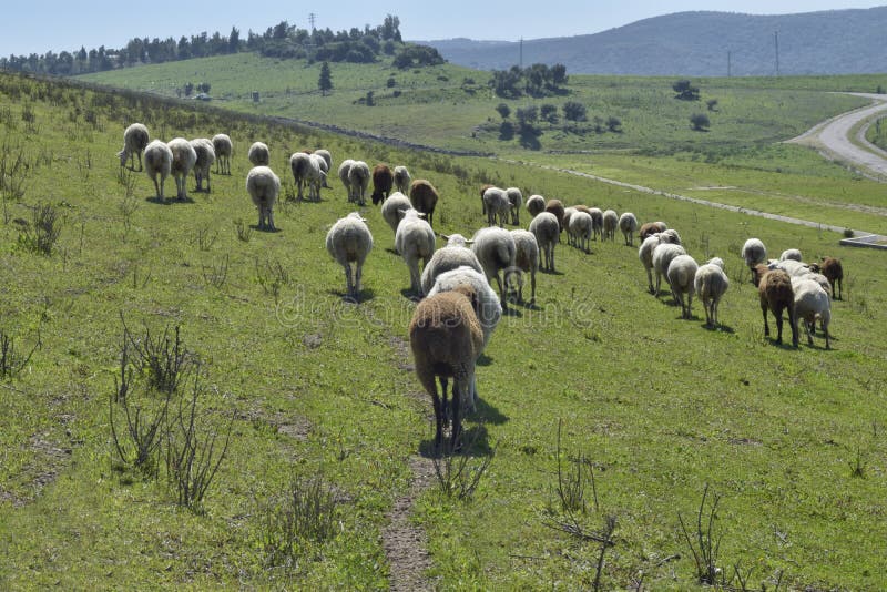 Follow the leader stock photo. Image of classic, landscape - 53400760