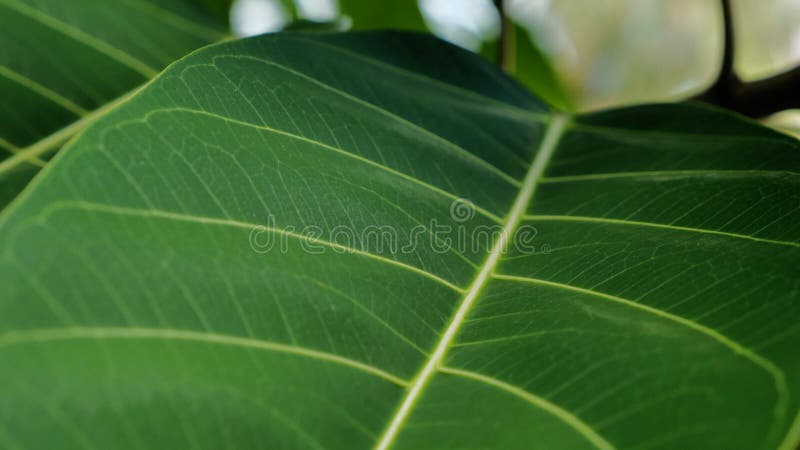 Follow the leaf pattern, stock photo. Image of natural - 188949184