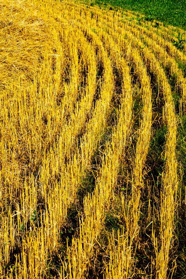 Follow the Lines Curving Around a Wheat Field Stock Image - Image of ...