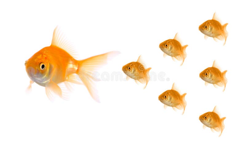 Goldfish stock image. Image of orange, aquarium, color - 3104235