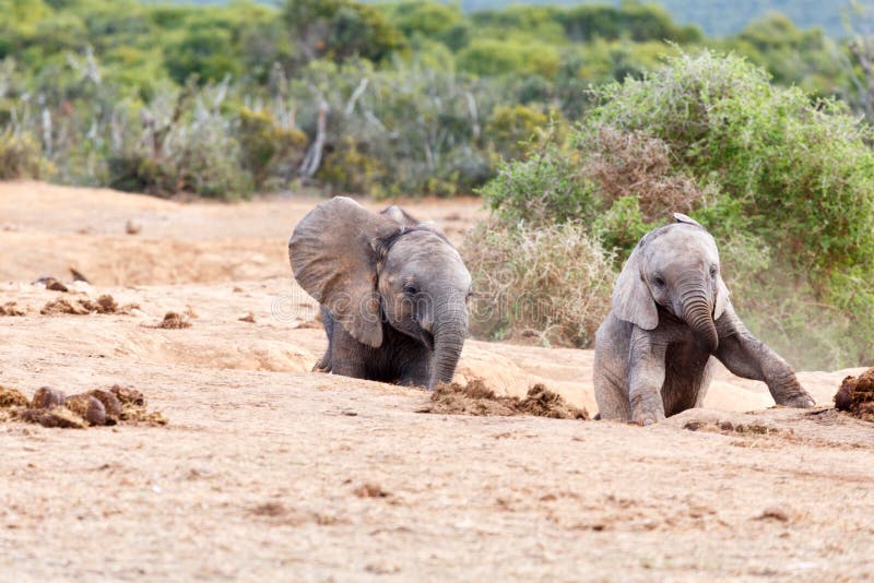 Follow Me - African Bush Elephant Stock Image - Image of safari ...
