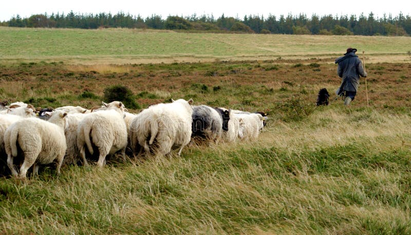 How Do Sheep Follow The Shepherd