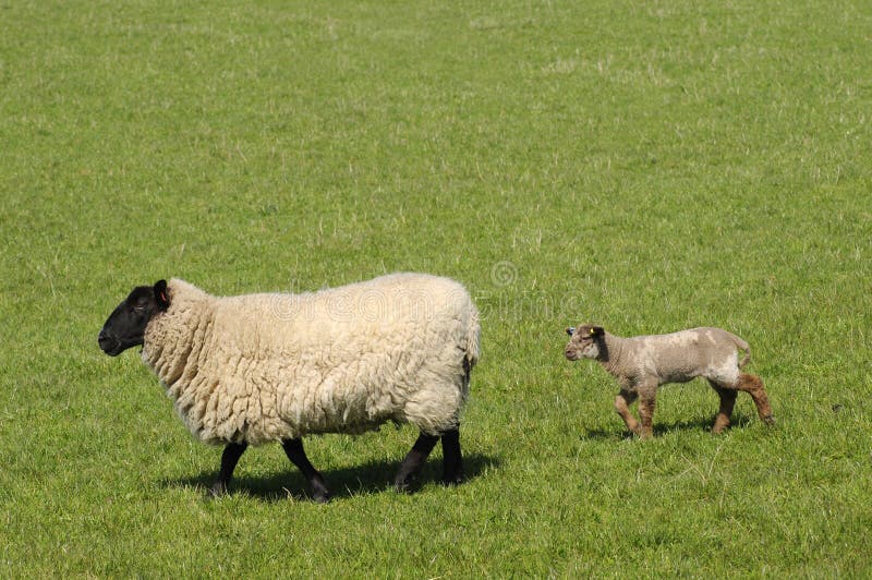 Follow Me stock image. Image of nature, field, animal - 30595565