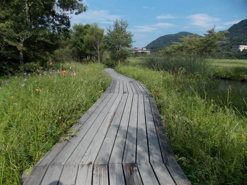Follow the path stock photo. Image of botanic, path, field - 95318894