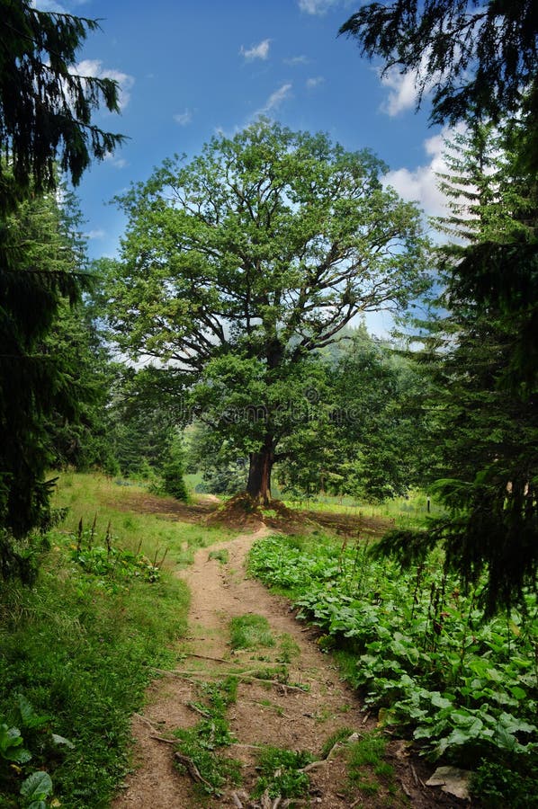 Follow the Path To the Lonely Tree of Life Stock Photo - Image of hills ...