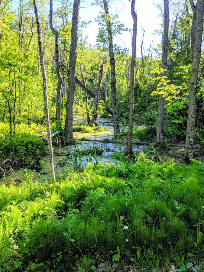 Follow the river path stock photo. Image of water, nature - 1529578