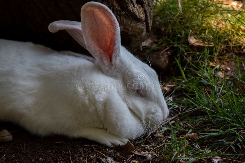 Follow the rabbit stock image. Image of animal, white - 282628559