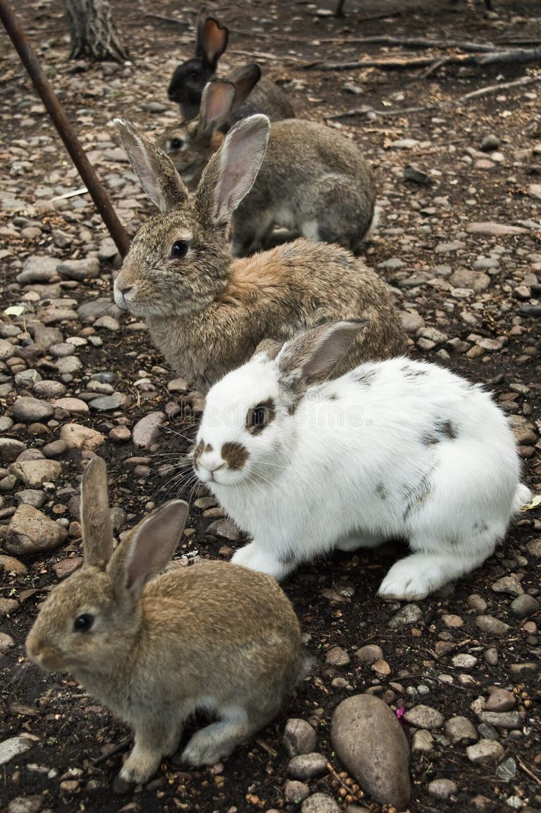 Down Hole Cartoon Stock Photos - Free & Royalty-Free Stock Photos from ...