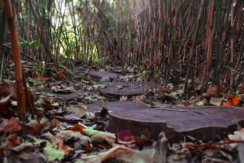 Follow your path stock image. Image of path, follow - 121330063