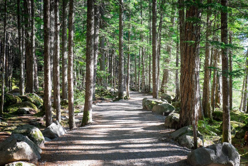 Follow your path stock image. Image of path, walking - 76968473