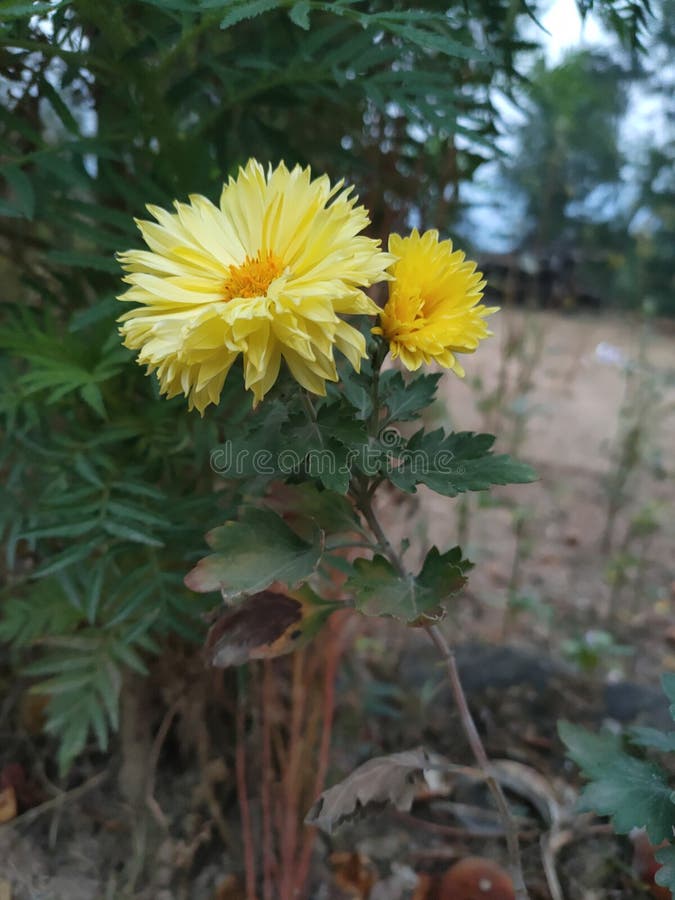 Follower Beauty Natural View Stock Photo - Image of beautiful ...