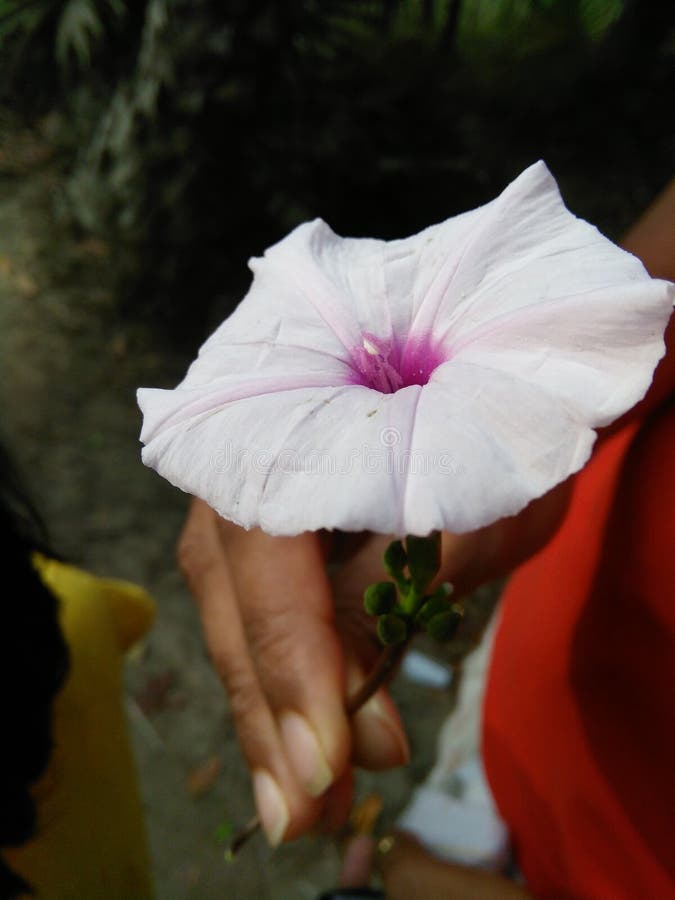 Follower Picture stock image. Image of natural, follower - 122919855