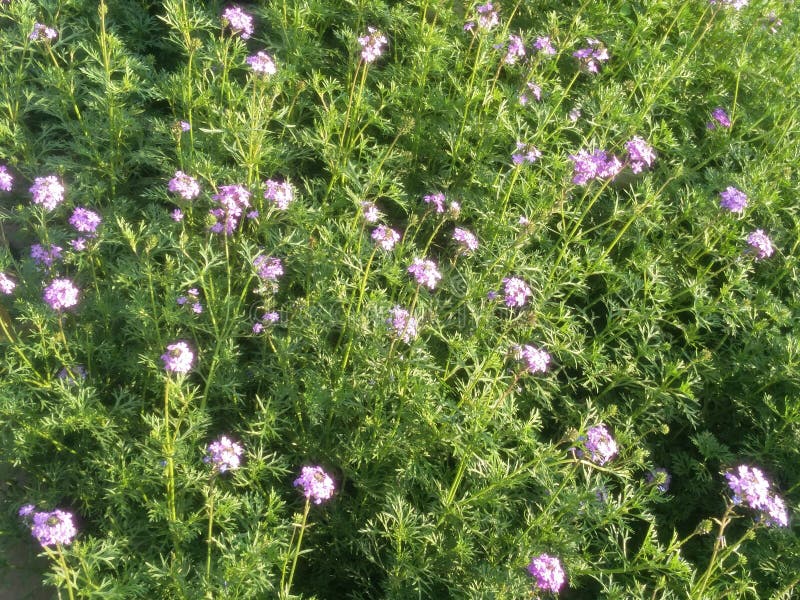 Followers stock photo. Image of awesome, wallpaper, garden - 110000346