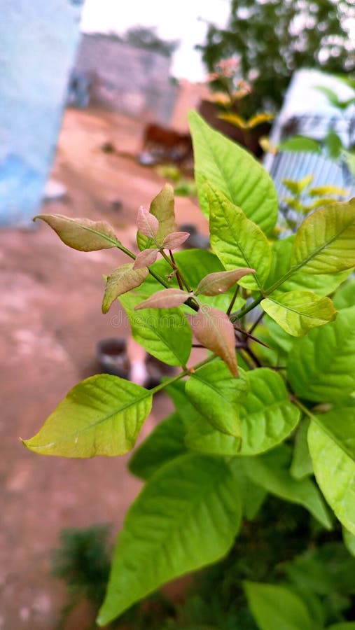 Followers stock photo. Image of phool, followers, plant - 223471874