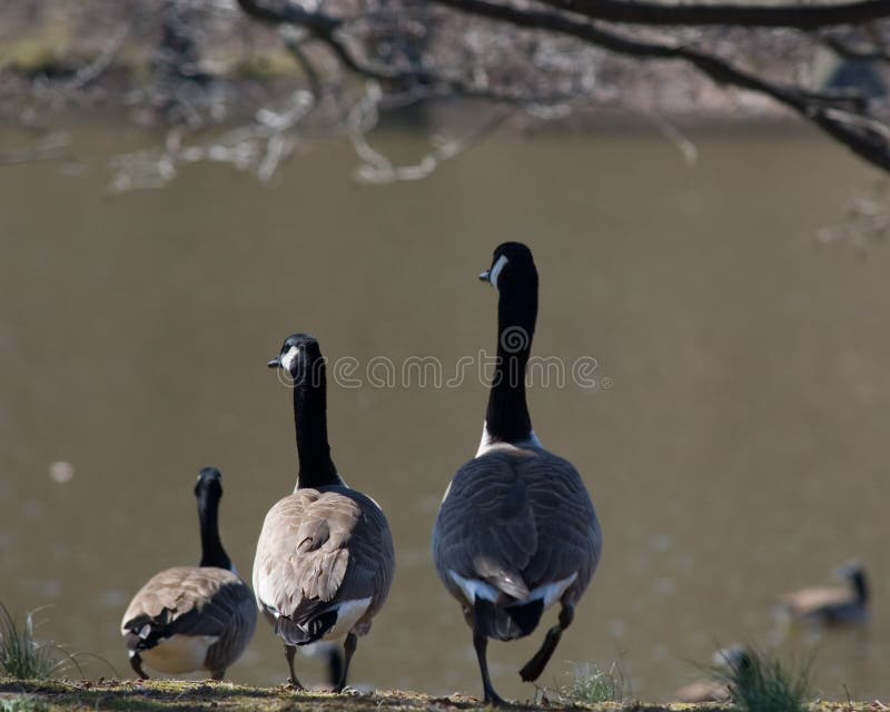 Following stock image. Image of three, repeat, group, back - 4775731