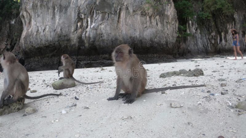 Following a Baby Monkey - Low Angle Shot Stock Video - Video of ...