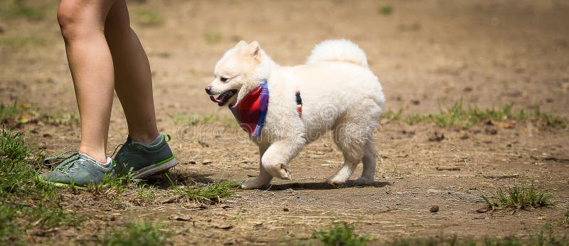 Small Dog Following Leader Stock Photos - Free & Royalty-Free Stock ...