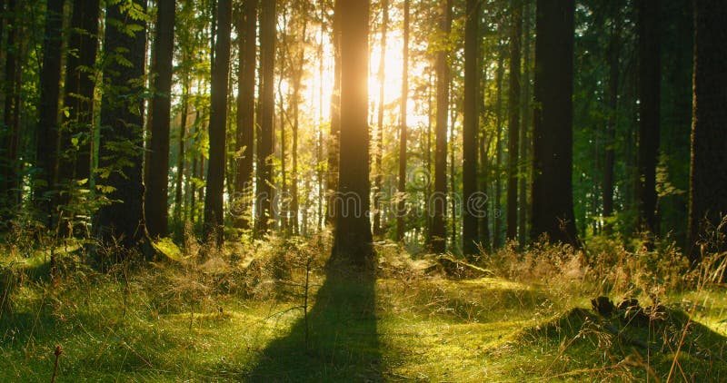Following a Path in a Beautiful Green Summer Forest, with Glorious Rays ...