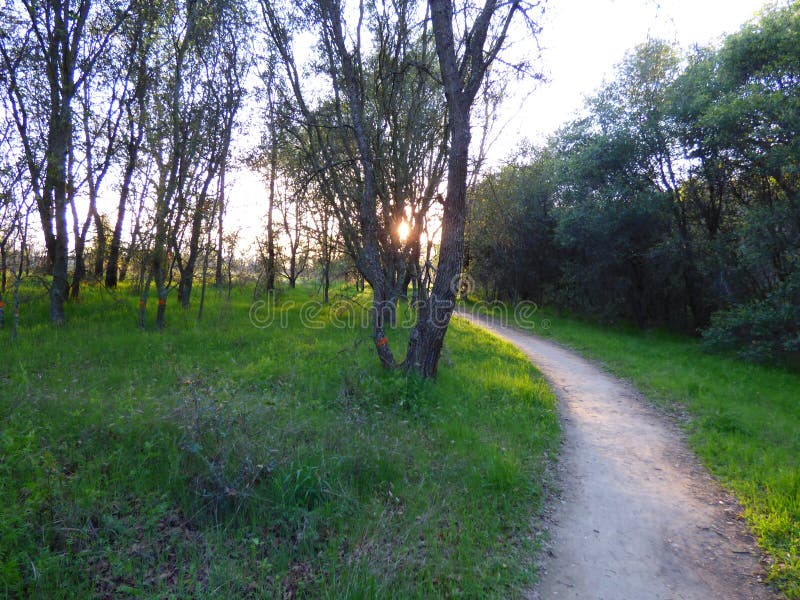 Following a path stock image. Image of trees, winter - 54908321