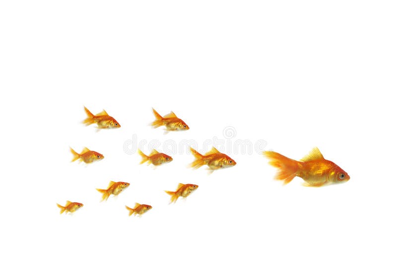 Following Shoal Small Gold Fish for Large Stock Image - Image of ...