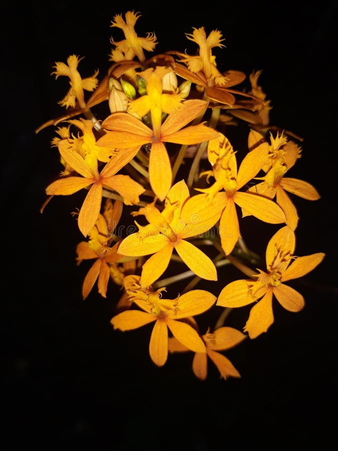 Folwer immagine stock. Immagine di giallo, oggetto, fiore - 126761527