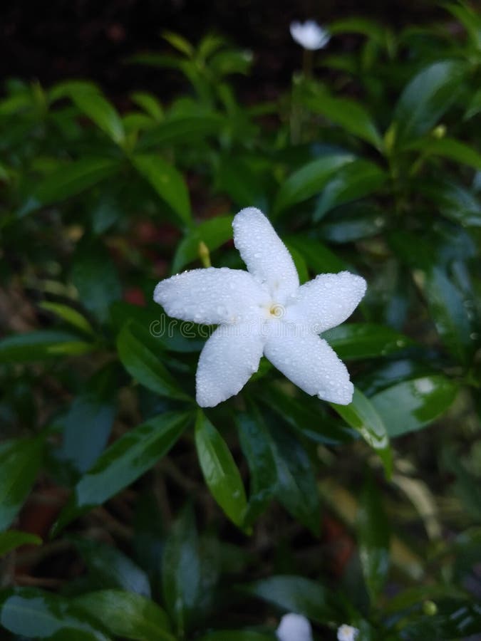 White folwer stock photo. Image of chiangmai, white, garden - 61611424