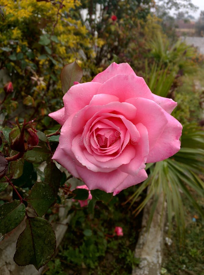 Folwer bild fotografering för bildbyråer. Bild av betydelse - 99189749