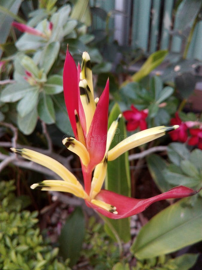 476 Folwer Stock Photos - Free & Royalty-Free Stock Photos from Dreamstime