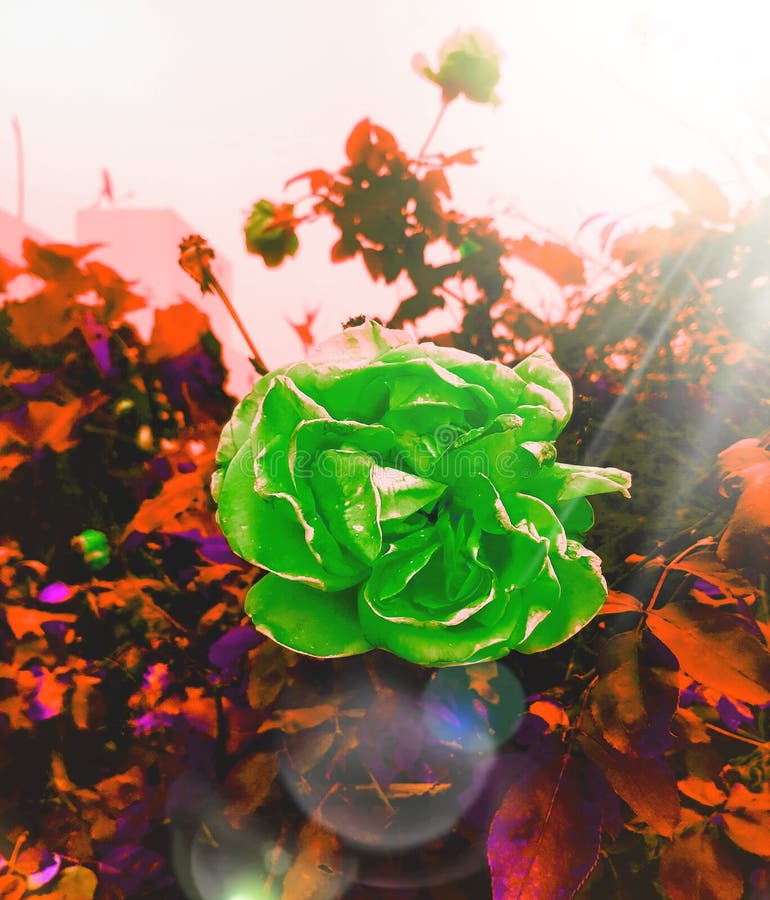 476 Folwer Stock Photos - Free & Royalty-Free Stock Photos from Dreamstime