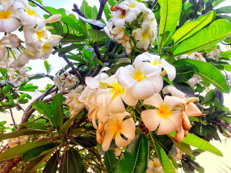 423 Folwer Photos - Free & Royalty-Free Stock Photos from Dreamstime