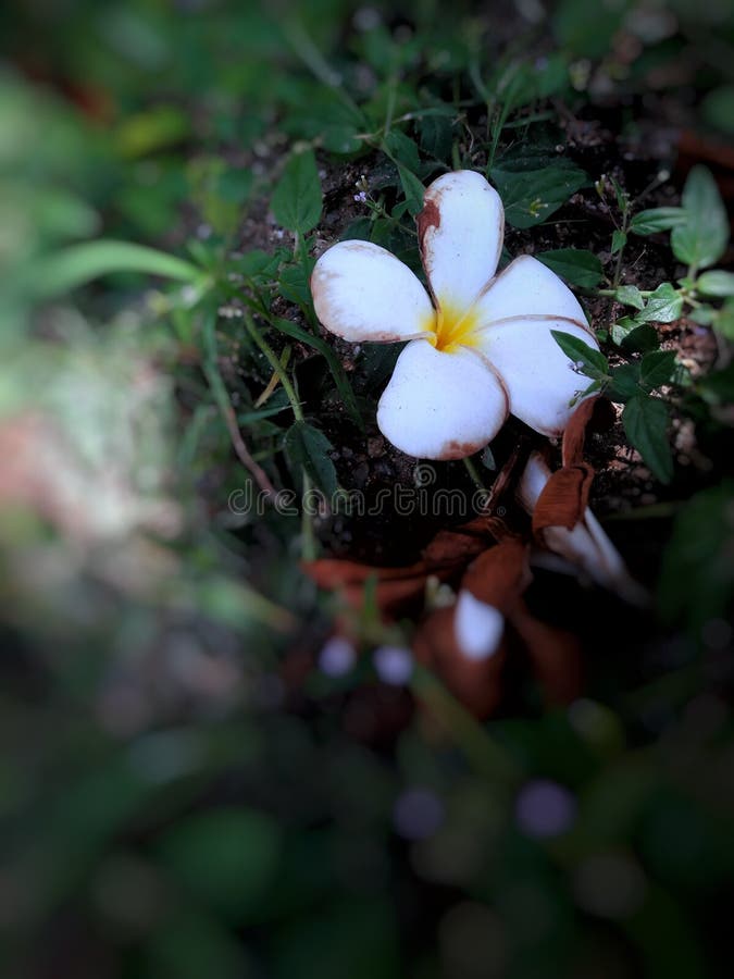 438 Folwer Stock Photos - Free & Royalty-Free Stock Photos from Dreamstime