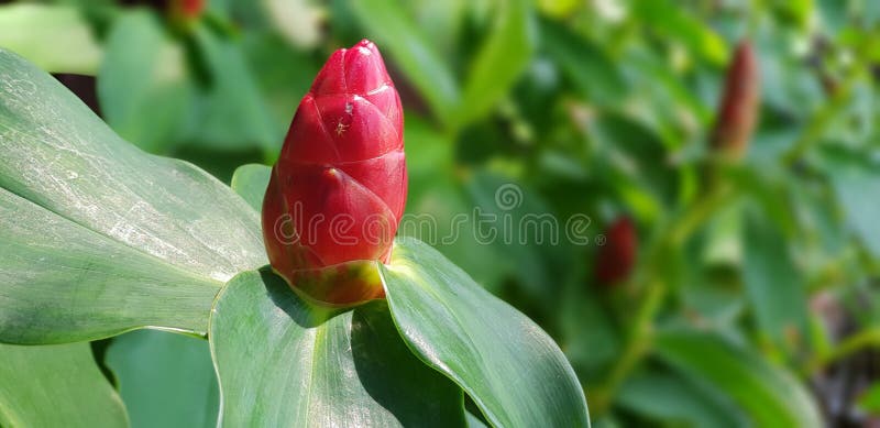 Folwer is red stock image. Image of happy, summer, today - 114259093