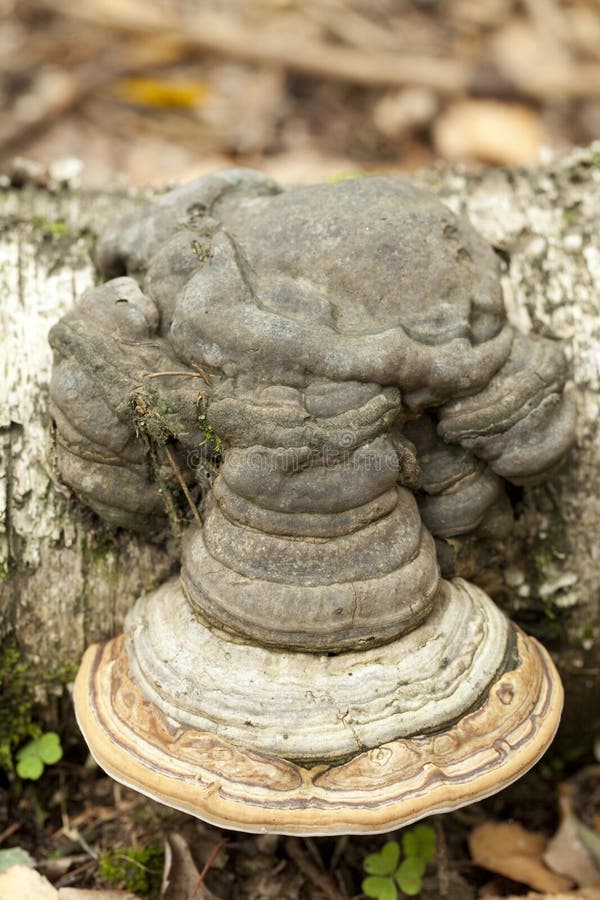 Fomes fomentarius stock image. Image of mushroom, nature - 36075063