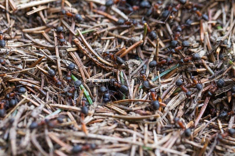 2,588 Colonie De Fourmis Photos libres de droits et gratuites de Dreamstime