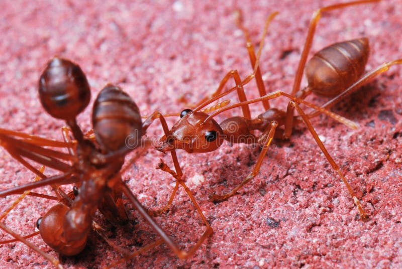 Fourmis rouges image stock. Image du peau, sang, aigu - 13652197