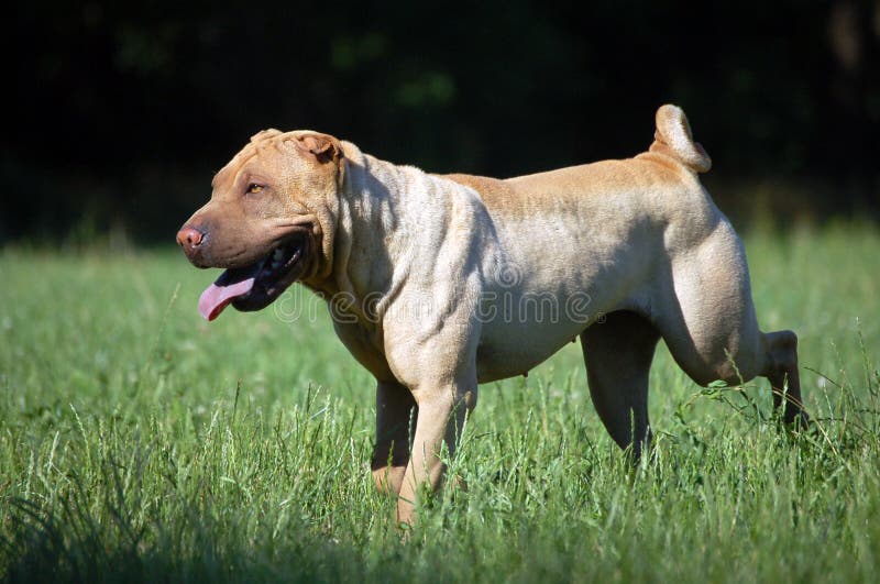 Fonctionnement Traditionnel De Sharpei Image stock - Image du doux ...