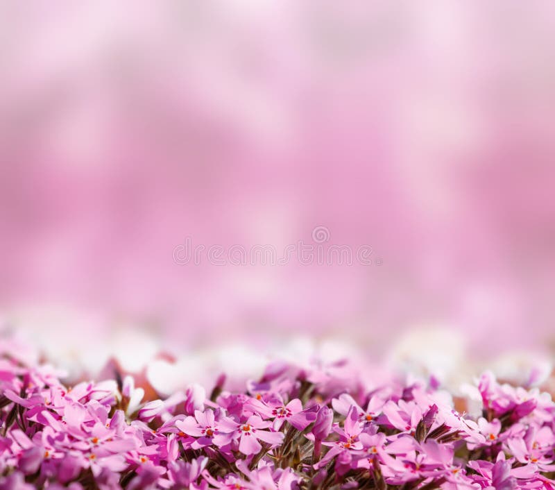 Fond Avec Les Fleurs De Floraison De Rose Photo stock - Image du ...