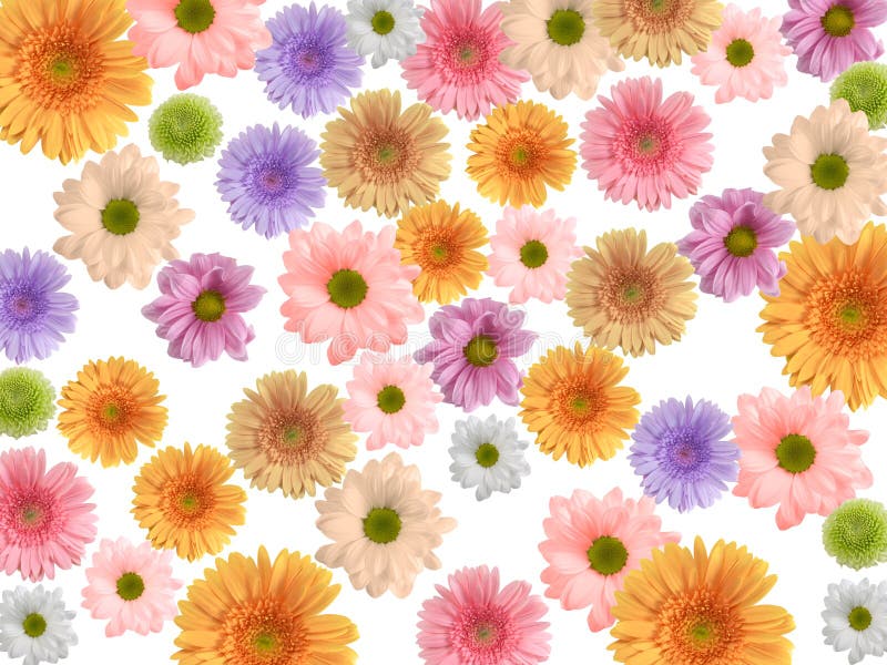 Texture De Papier Avec De Belles Fleurs Roses. Photo stock - Image du ...